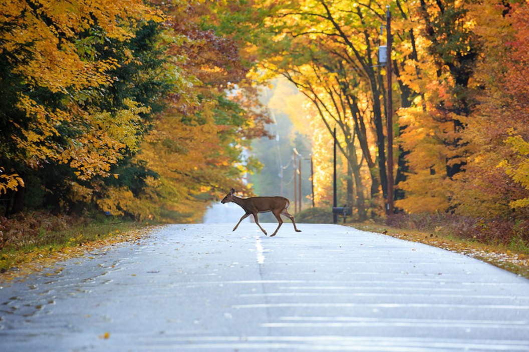 Deer vs. Vehicle Highway Crash in Minnesota Ends in Large Fire - Wide ...