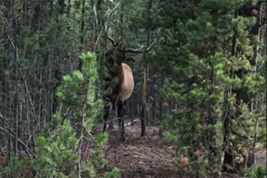 Bull Elk Goes Nuts Rubbing a Tree - Wide Open Spaces