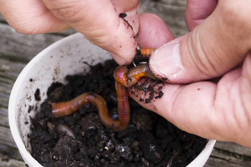 Fishing Worms, and the Many Ways They Catch a Variety of Species - Wide ...