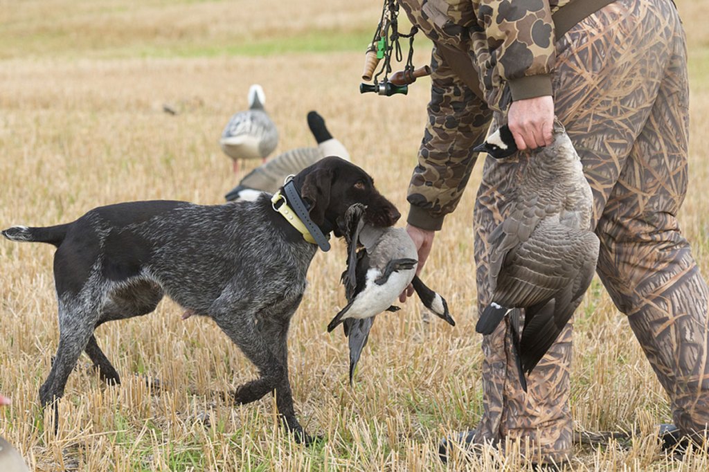 Goose Hunting Tips for Folks Who Could Use a Helping Hand - Wide Open ...