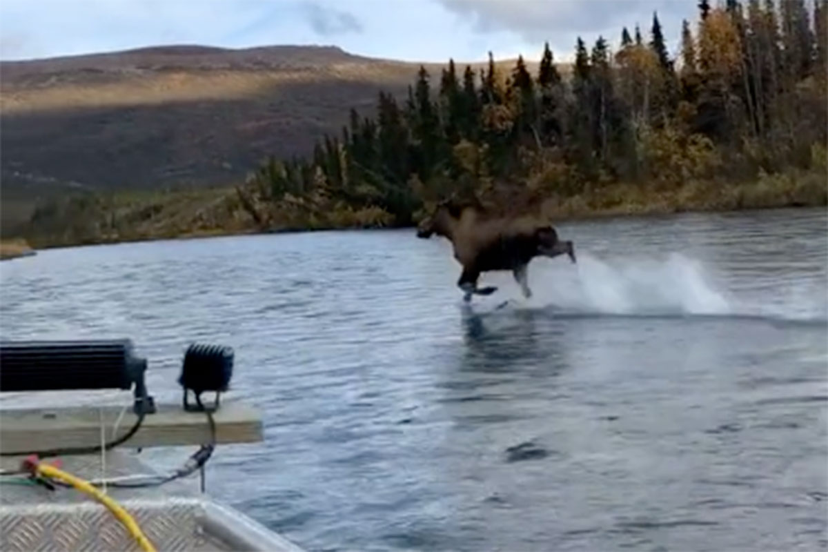Internet is Perplexed as Moose Appears to Walk On Water - Wide Open Spaces