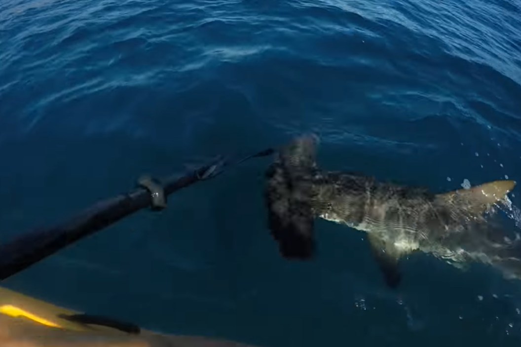 Kayak Angler Nearly Gets Swamped By Shark Lunging At His Catch - Wide ...