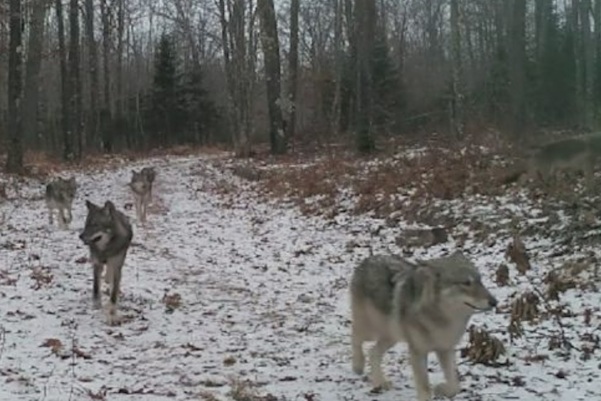 Trail Camera Footage Shows Pack of Wolves in Deer Hunting Spot - Wide ...