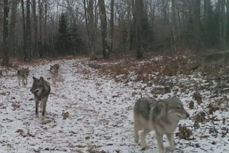 Trail Camera Footage Shows Pack of Wolves in Deer Hunting Spot - Wide ...