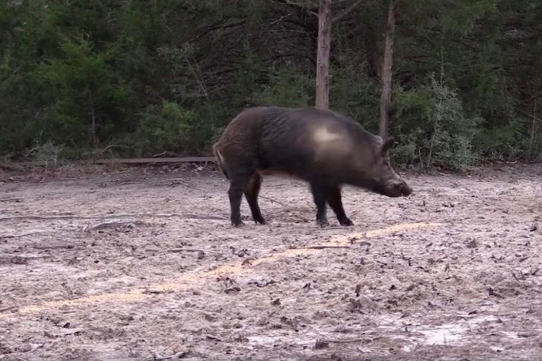 Boar Hunting With a Knife is Not for the Faint of Heart - Wide Open Spaces