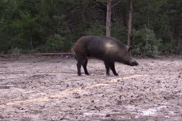Boar Hunting With a Knife is Not for the Faint of Heart - Wide Open Spaces
