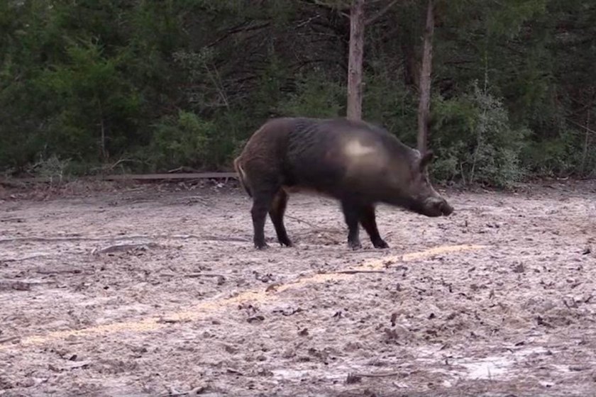 Texas Hunter Captures Reverse-Angle Footage of Shot on Hog - Wide Open ...