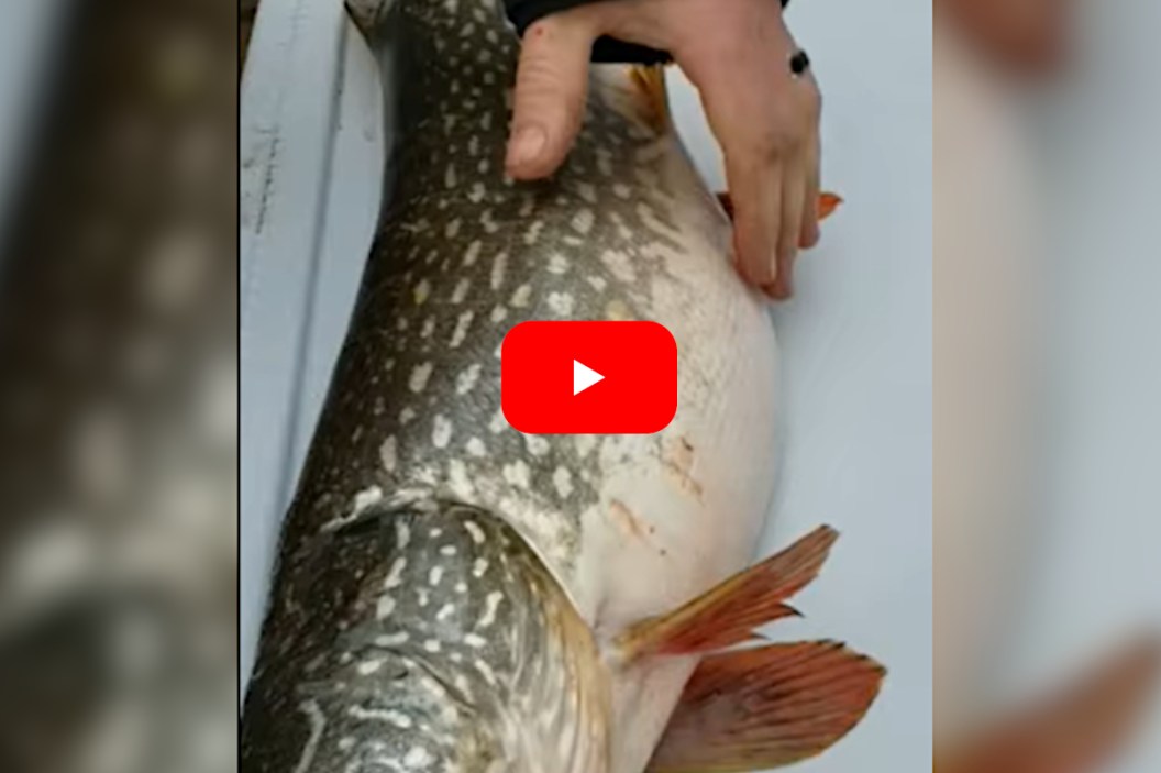 Muskie Bait: Wisconsin Lad Gets 16 Stitches From Muskellunge Bite ...