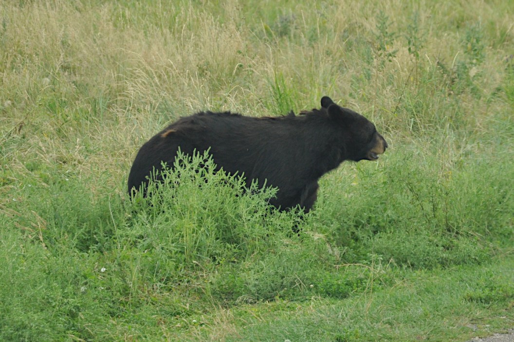 Minnesota Poacher Who Killed 700-Pound Bear Charged With Trespassing ...