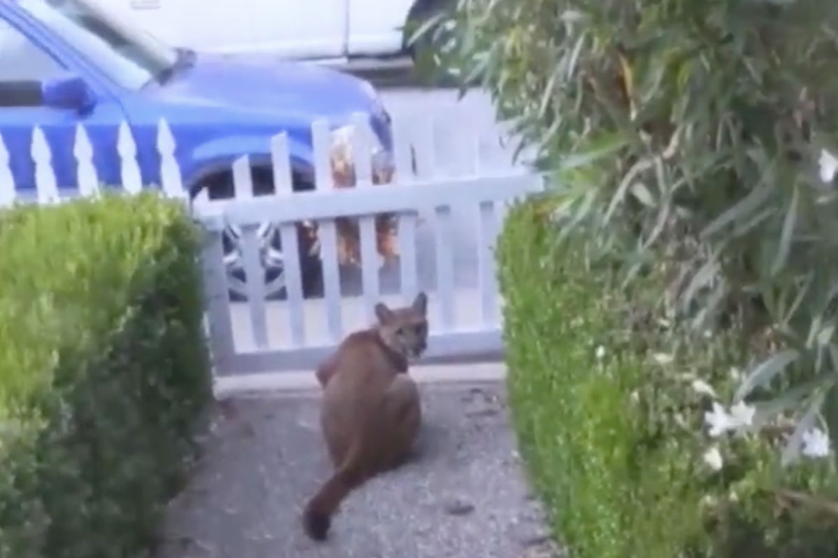 Night Vision Camera Captures What It Sounds Like When a Mountain Lion ...