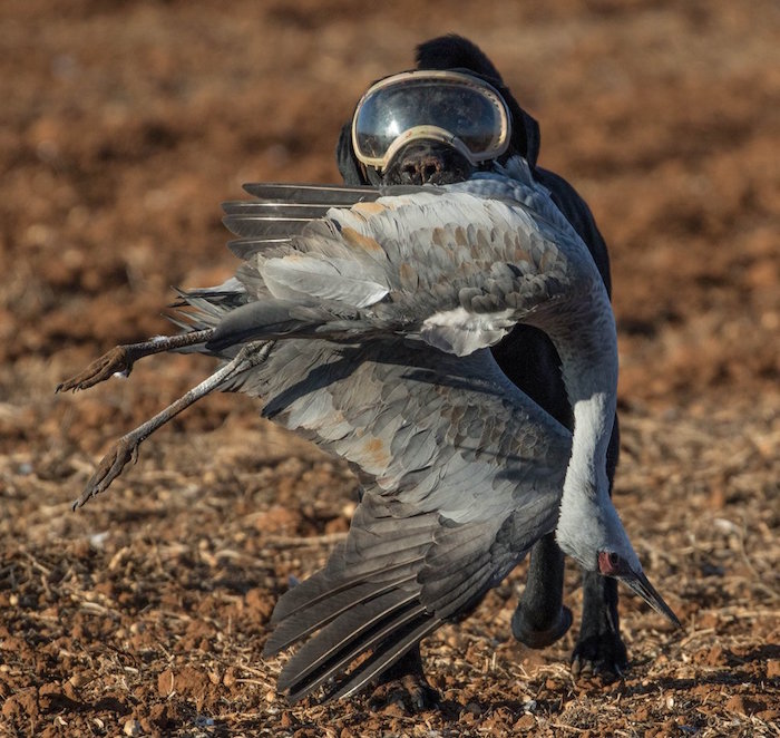 Sandhill Crane Hunting: Identification, Gear, and Tactics - Wide Open ...