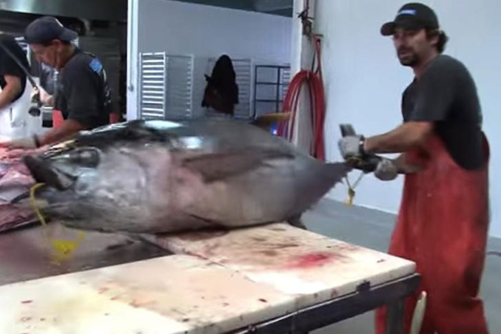 Butcher Can Fillet a 150-Pound Tuna in Only 2 Minutes - Wide Open Spaces