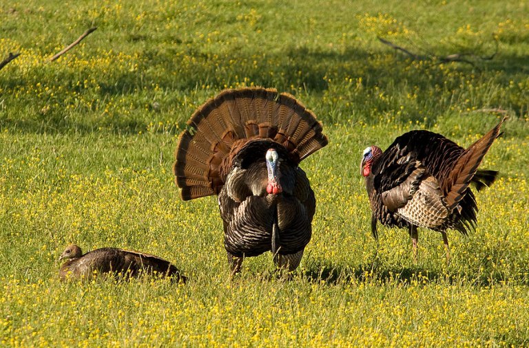 What Do Wild Turkeys Eat? and Other Interesting Things About the Game ...