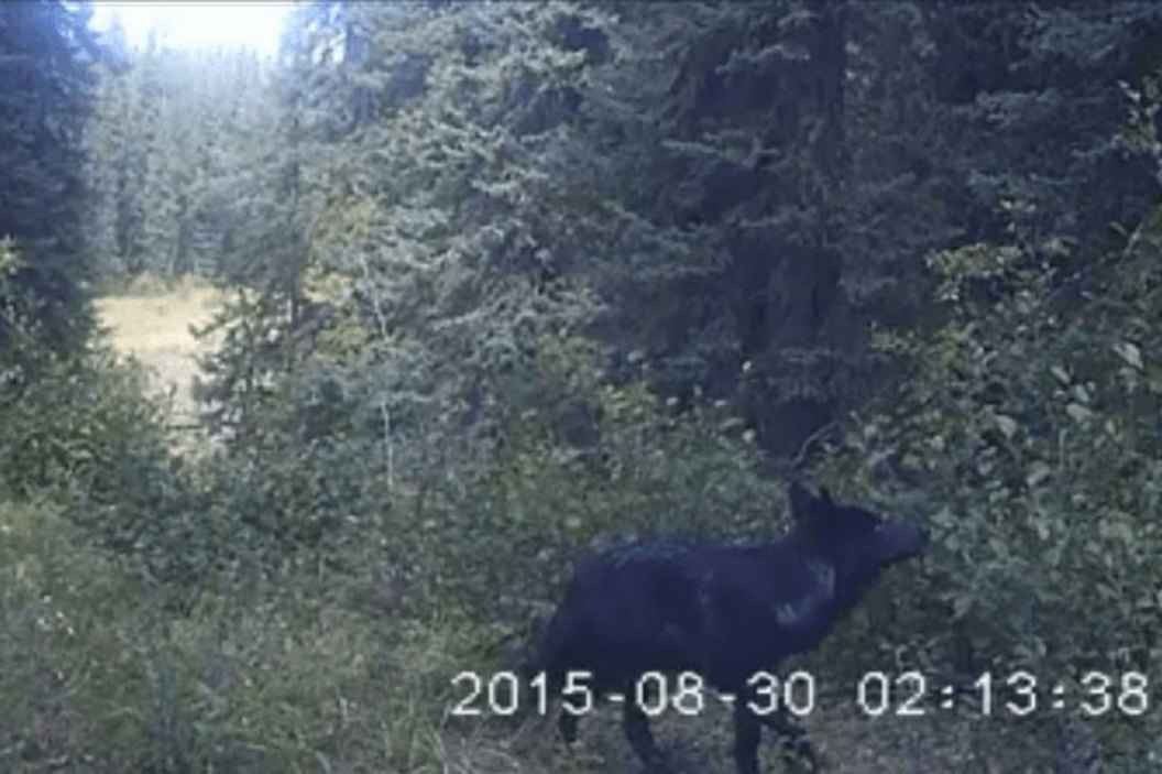 Trail Camera Captures Up-Close Clip of Wolf Howling - Wide Open Spaces