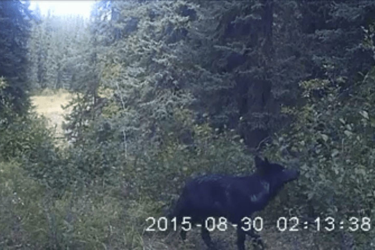 Trail Camera Captures Up-Close Clip of Wolf Howling - Wide Open Spaces