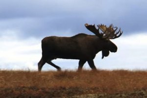 Alaskan Trophy Moose Falls to a .30-30 Winchester - Wide Open Spaces
