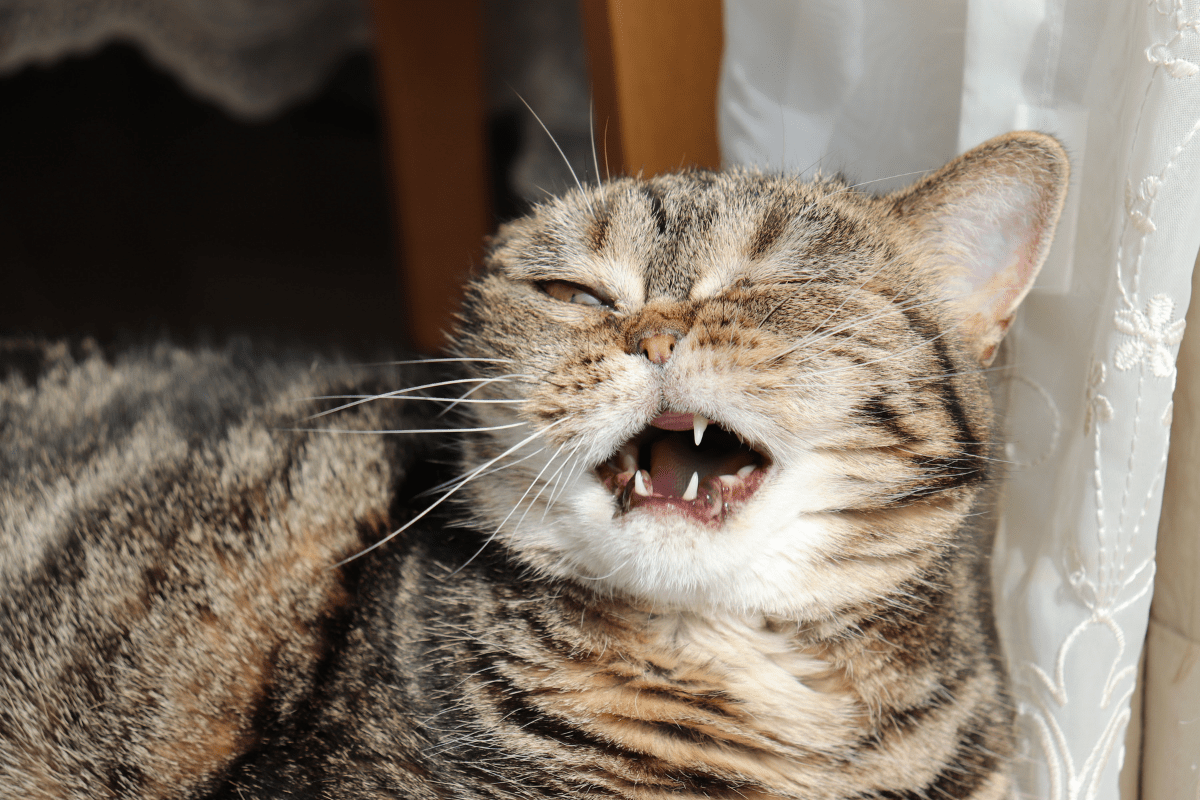 Cat Sneezing: Why It Happens + When a Vet Trip Might Be Necessary