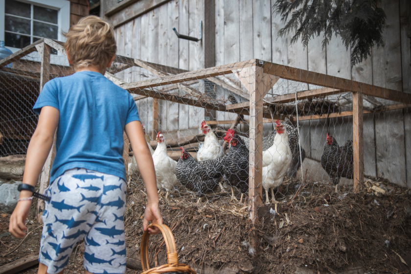 Large Chicken Coop Plans: 9 DIY Options for Growing Flocks