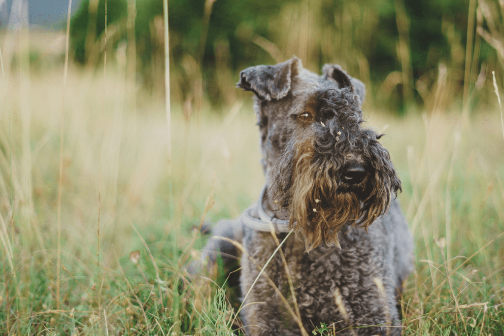Kerry Blue Terrier: Personality, Physical Traits and Common Facts