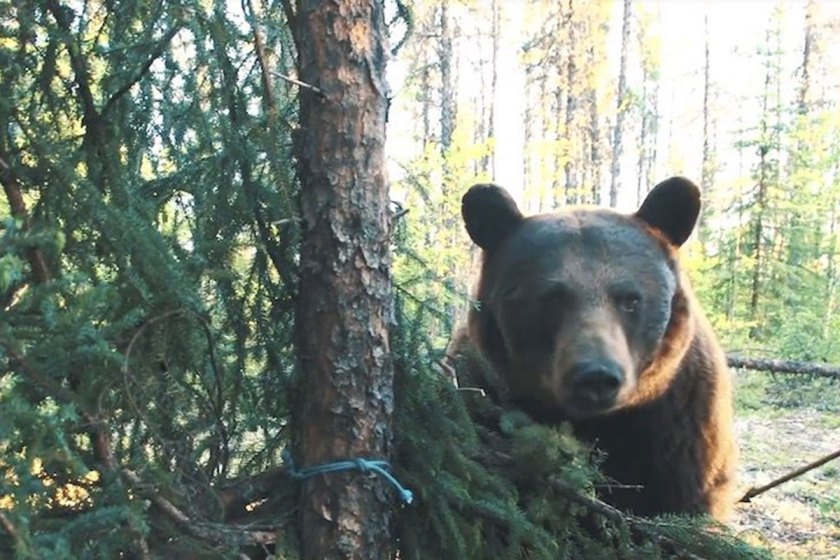 Hunter in Treestand is Joined by a Bear in Intense Close Encounter ...