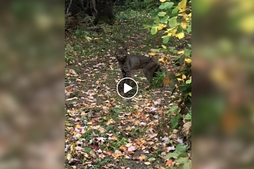 Extremely Rare Black Bobcat Caught on Video in Vermont - Wide Open Spaces