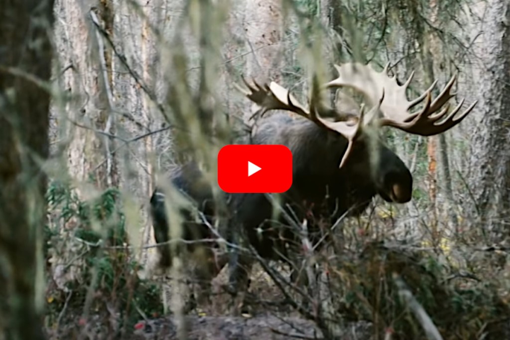 Alaskan Moose Bowhunt Gets Up Close and Personal With Giant Bull - Wide ...