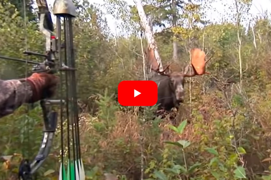 Big Yukon Bull Moose Gives Bowhunter an Extreme Close Up - Wide Open Spaces
