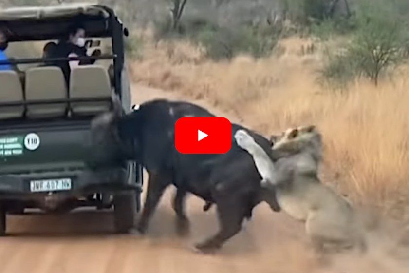 Cape Buffalo Attacked By Lions, Crashes into Truckload of Tourists in ...