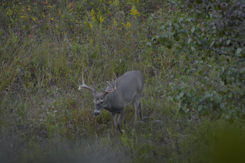 Bowhunter Makes Perfect Double Lung Shot on Giant Cemetery Buck Named ...