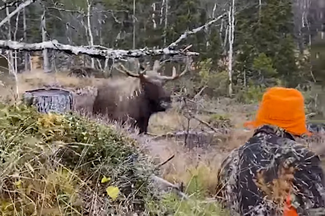 Big Canadian Bull Moose Takes Two Perfect Pass-Through Shots To Bring Down