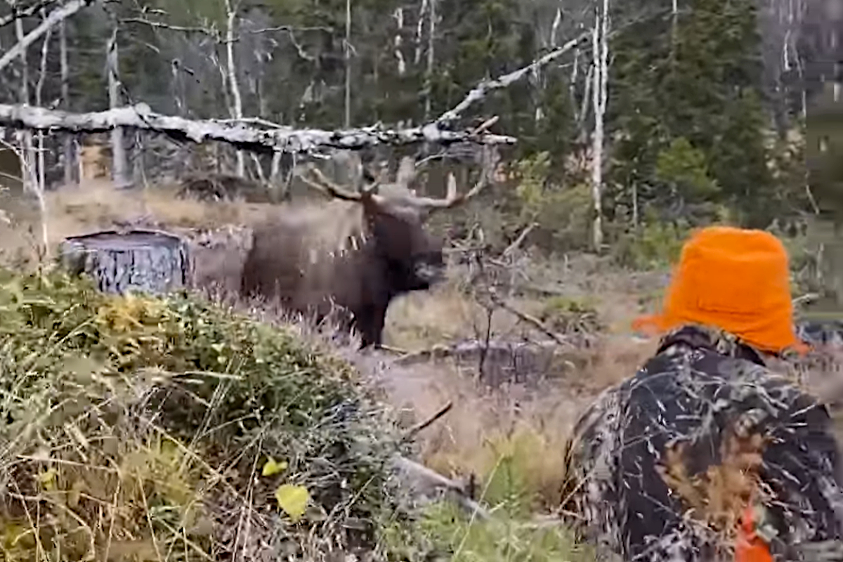 Hunter Squeezes Trigger on Charging Bull Moose - Wide Open Spaces