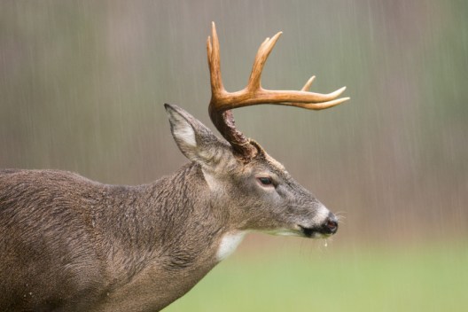 Deer Hunting in the Rain Isn't as Difficult As You'd Think