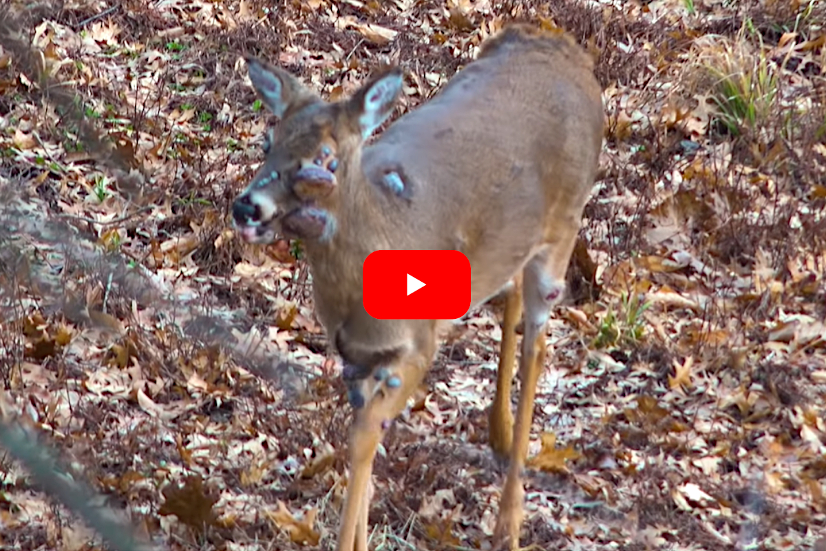 Wild Hunt for Giant Kansas Drop Tine Buck Leads to Soggy Water Recovery ...