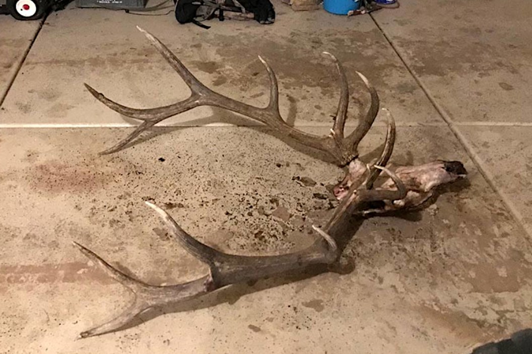 Washington Officials Seek Tips on Three Elk Being Poached, Left to Rot ...