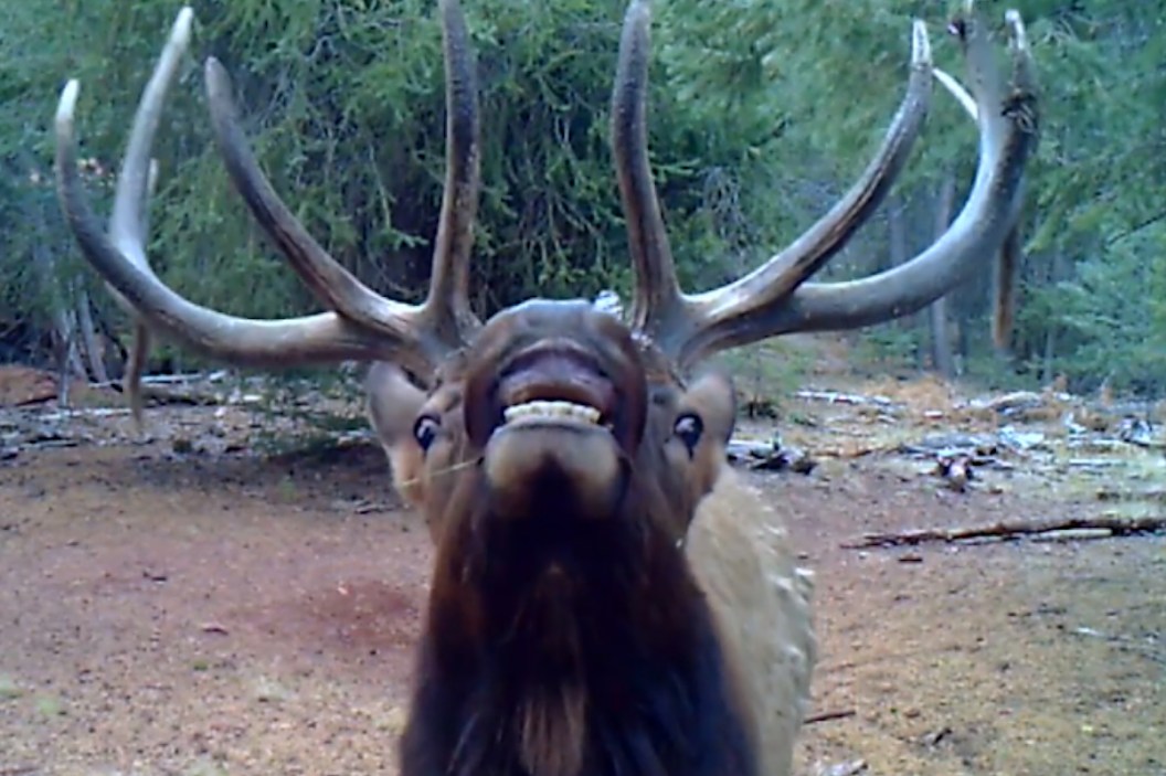 The Creepy "Elk Snarl:" What It Sounds Like, and What It Means - Wide ...