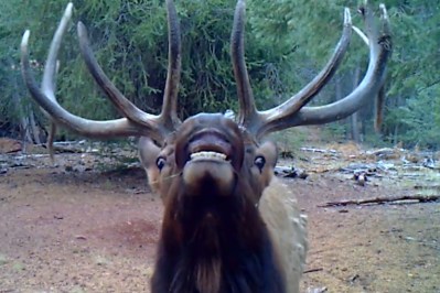 The Creepy "Elk Snarl:" What It Sounds Like, and What It Means - Wide ...
