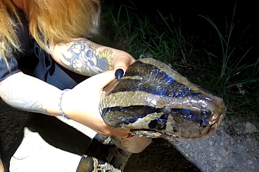 Snake Hunters Battle With New State Record 18.9-Foot Burmese Python in ...