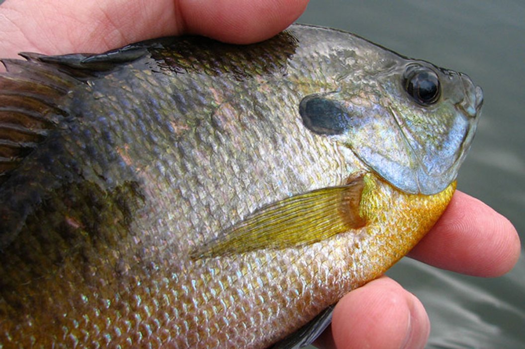Bluegill: The Common Fish for the Common Angler - Wide Open Spaces