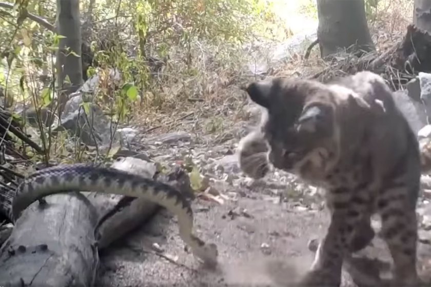 Bobcat Battles Rattlesnake in Fight to the Bitter End - Wide Open Spaces