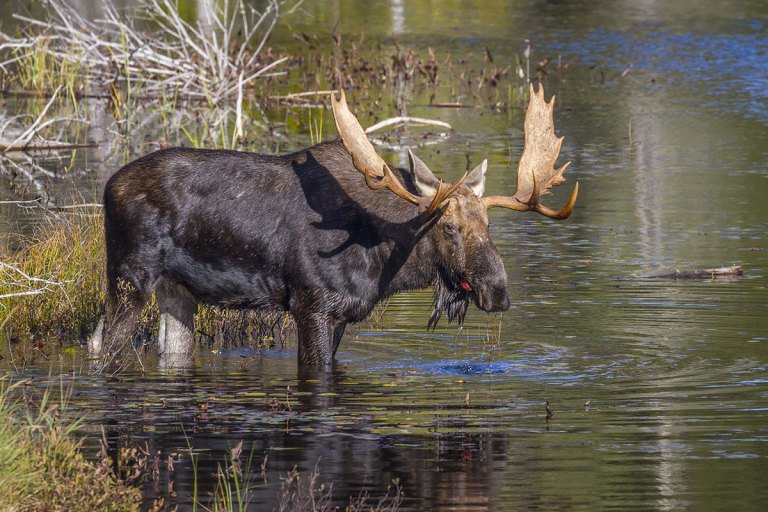 5 Canadian Hunting Experiences to Put on Your Bucket List - Wide Open ...