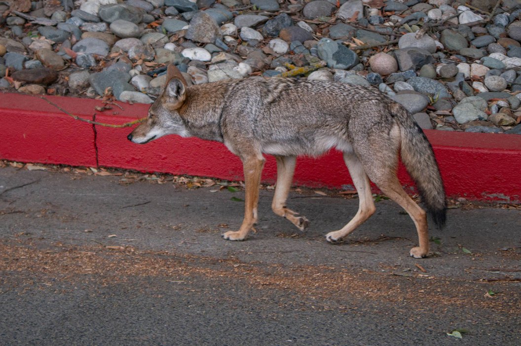 Coyote Tries to Stalk and Hunt Chocolate Lab - Wide Open Spaces