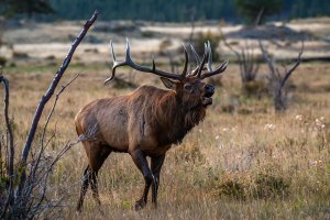 World Record Non-Typical American Elk Gets Confirmation - Wide Open Spaces