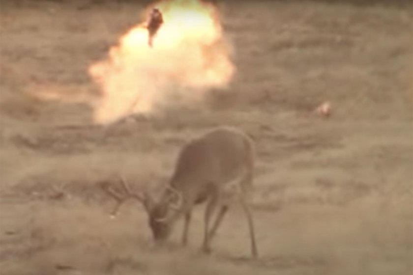 Little Bunny Accidentally Takes Bullet Meant for Big Buck - Wide Open ...