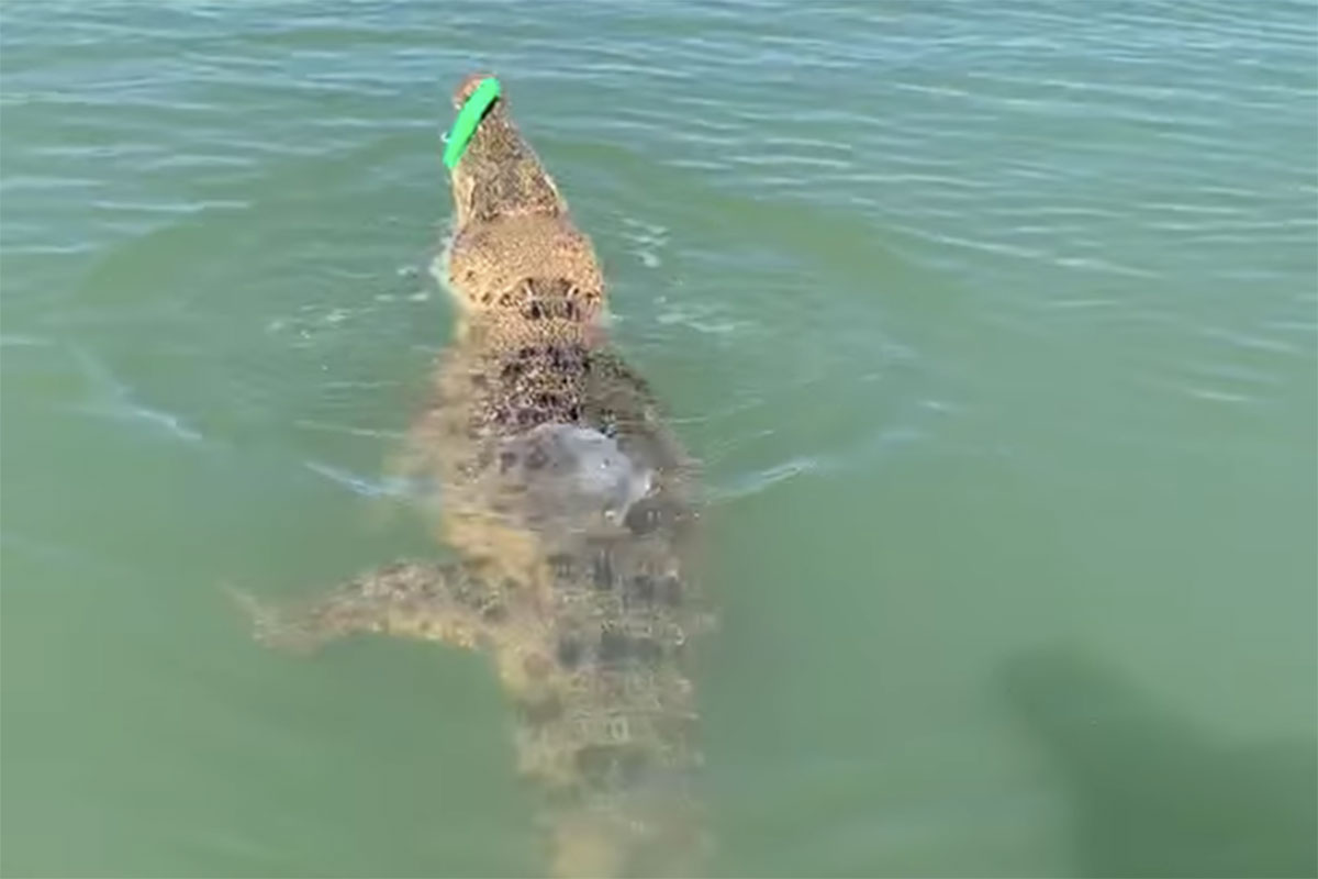 Saltwater Crocodile Strikes Angler's Lure, Intense Fight Ensues - Wide ...