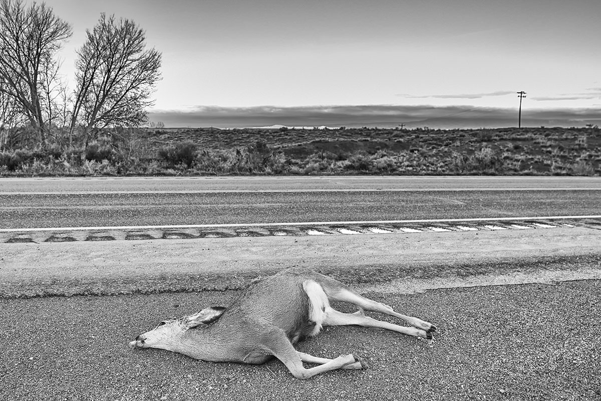 California Bill Looks to Legalize Salvaging and Eating Roadkill - Wide ...