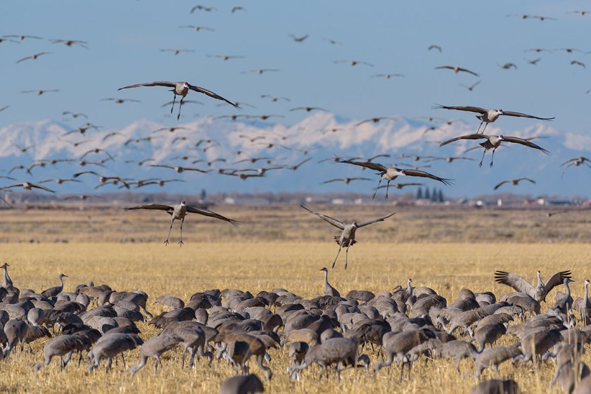 Sandhill Crane Hunting: Identification, Gear, and Tactics - Wide Open ...
