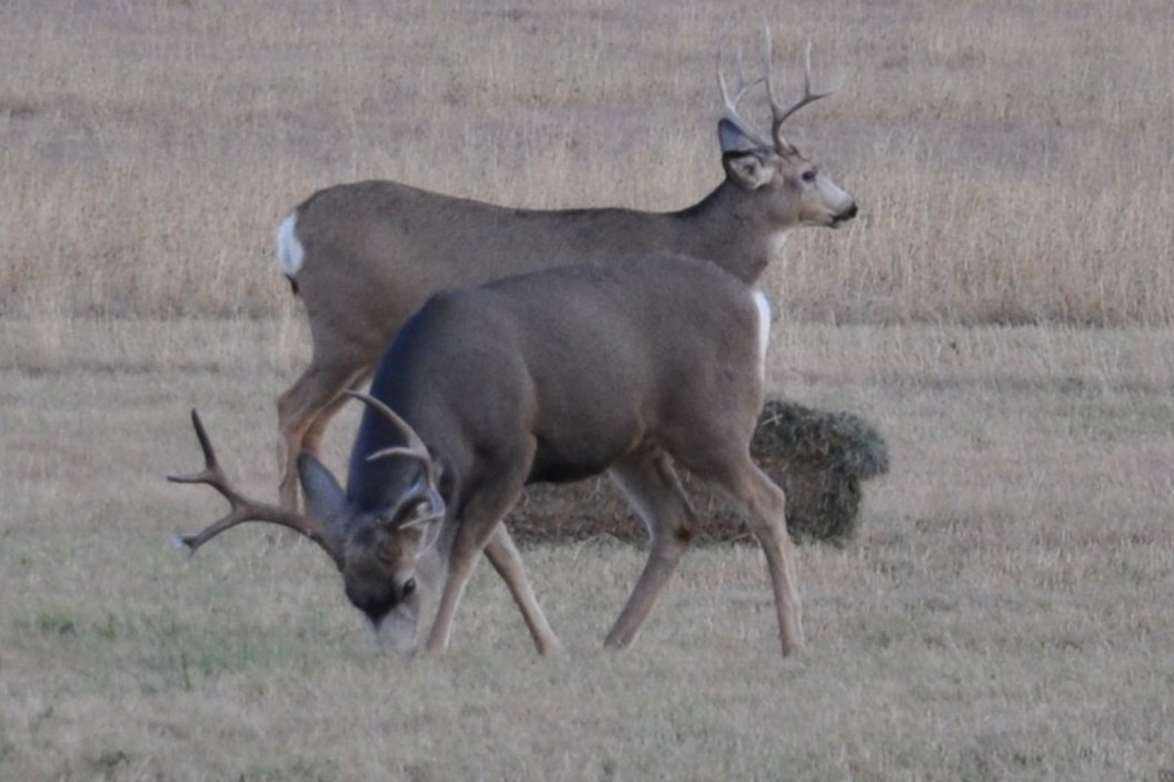 Deer Vitals: How to Identify, Aim for the Right Spot on a Deer