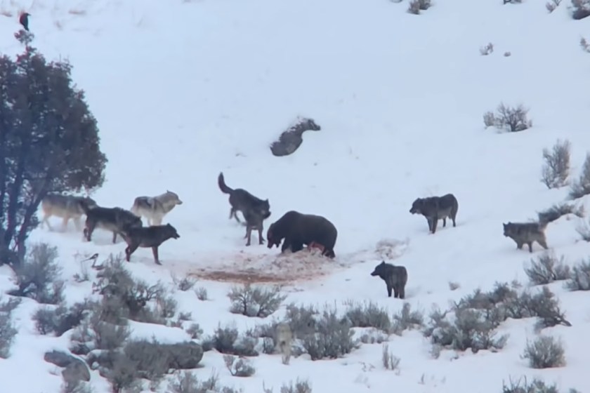 Grizzly Bear Takes on Large Wolf Pack in Battle Over Elk Carcass - Wide ...