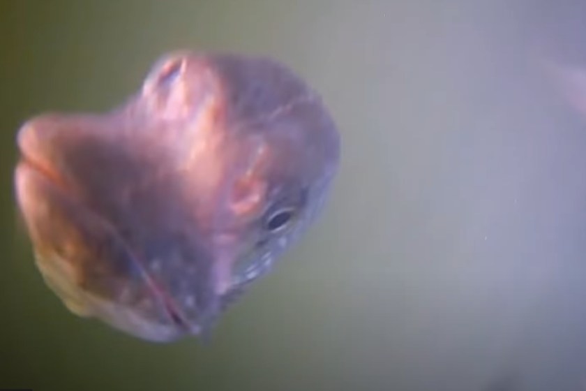 Underwater Camera Turned Fishing Lure Shows Pike From a Minnow's ...
