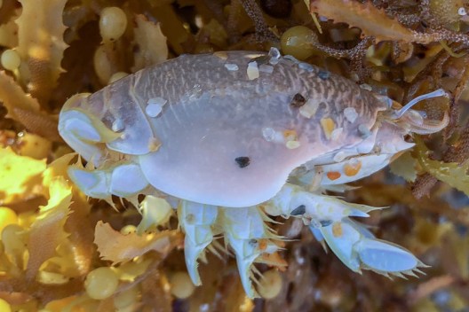 Eating Sand Fleas: How to Harvest, Prepare for Consumption